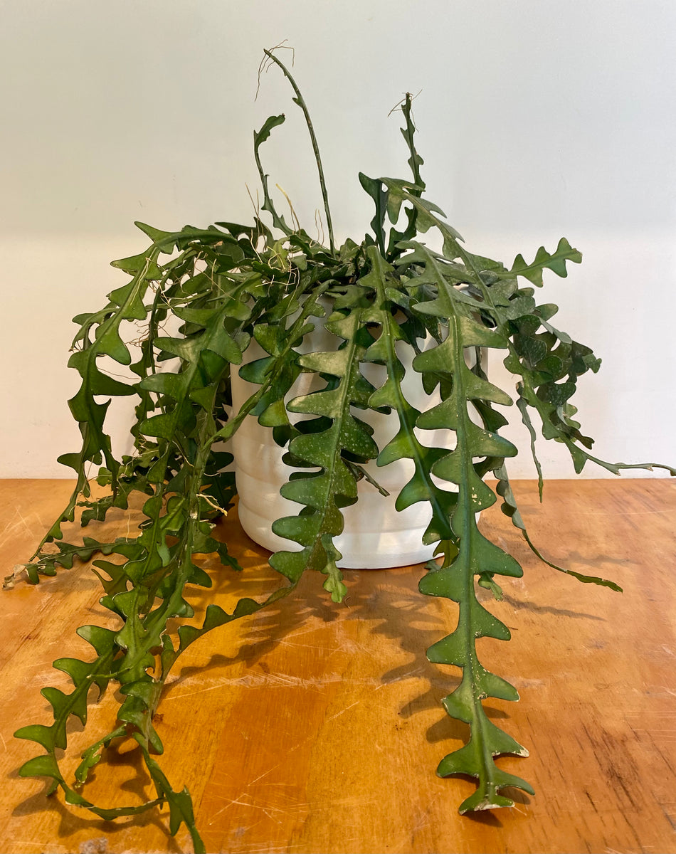 Ric Rac Cactus – Plant Shop GR