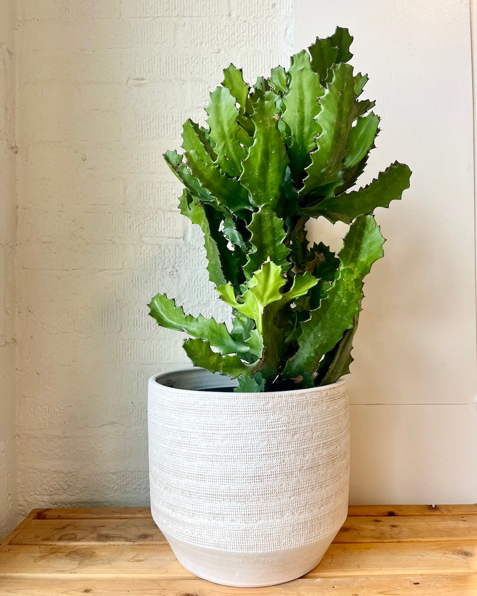 Euphorbia Dragon Bones – Plant Shop GR